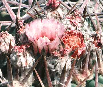 Cacti in Mexico, Homalocephala texensis